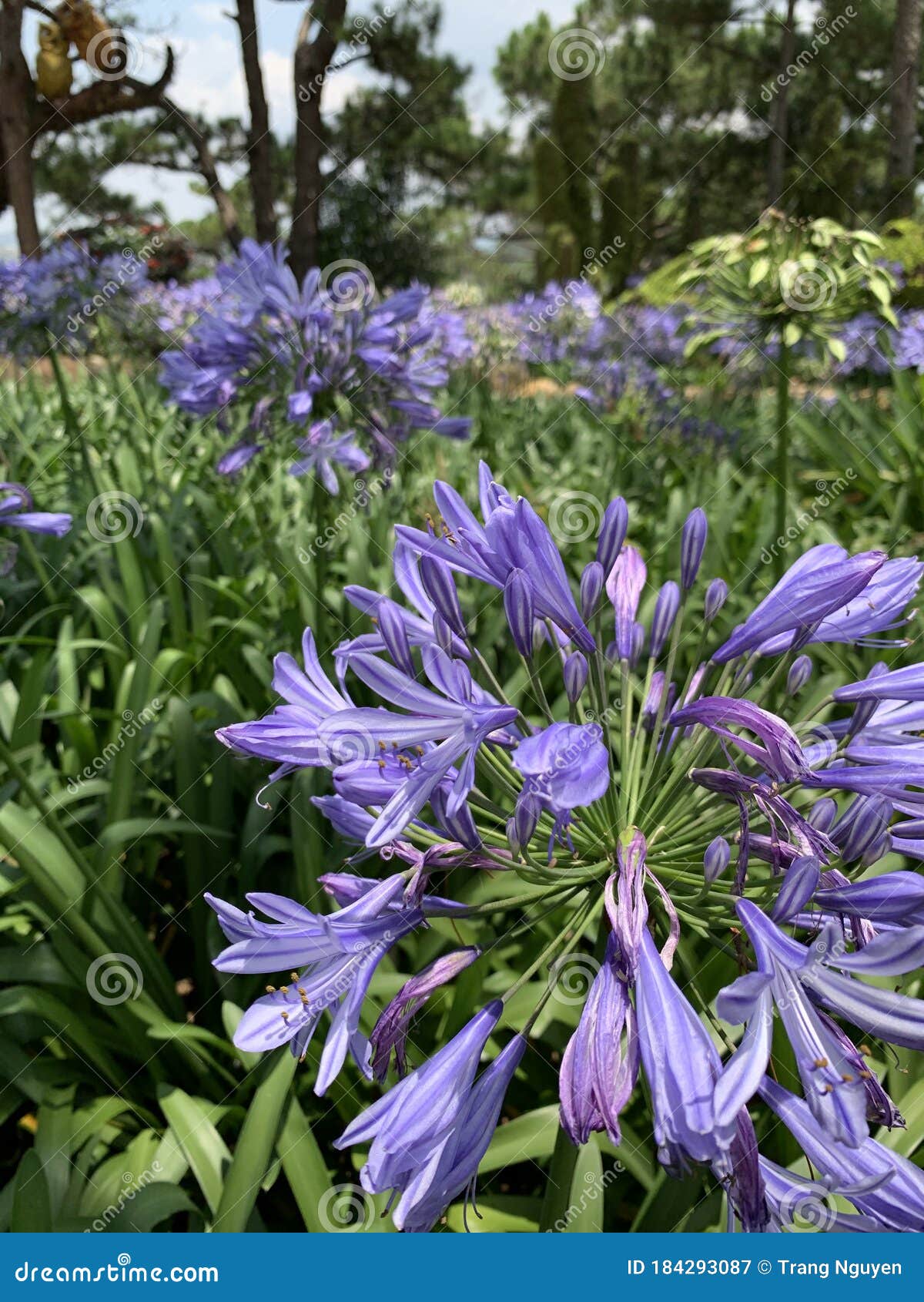 The Closer Look of a African Lily. Stock Image - Image of leaf, focused ...