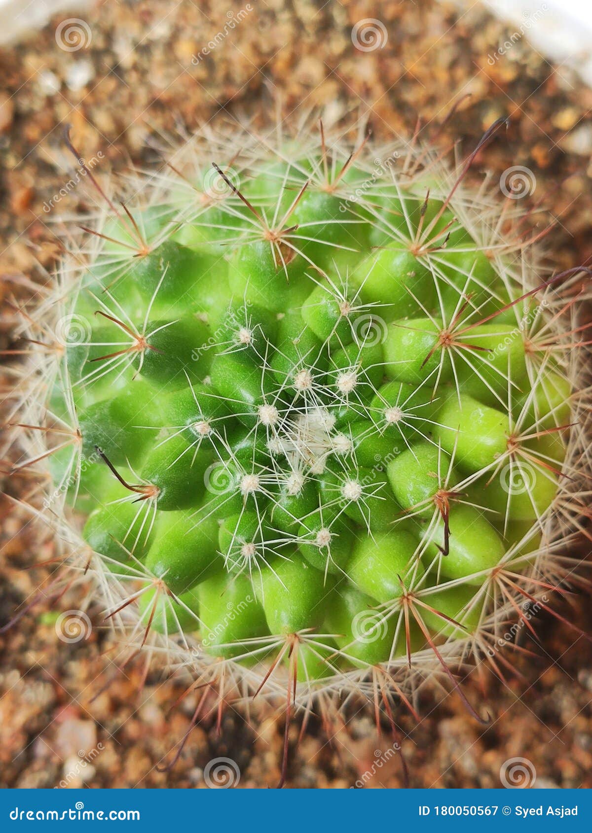 Closer look of cactus stock image. Image of closer, like - 180050567