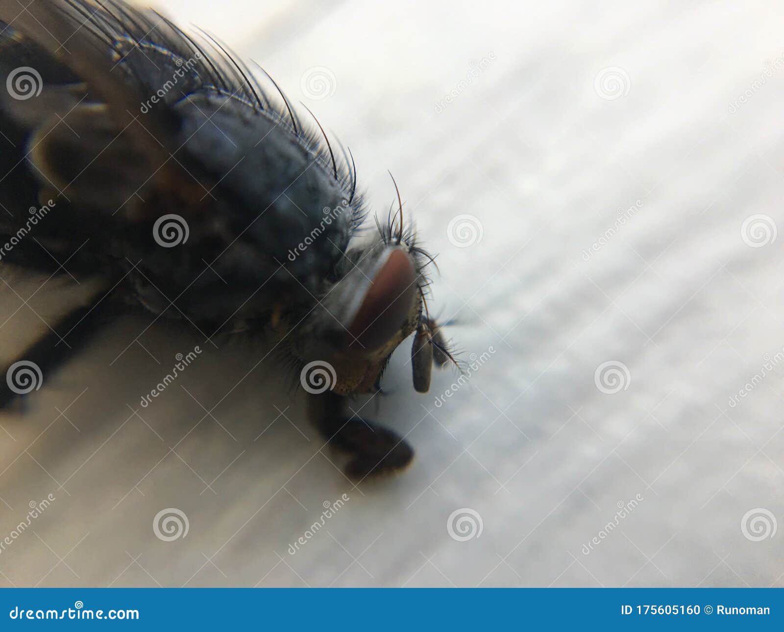 Closer look at a fly stock photo. Image of wing, look - 175605160