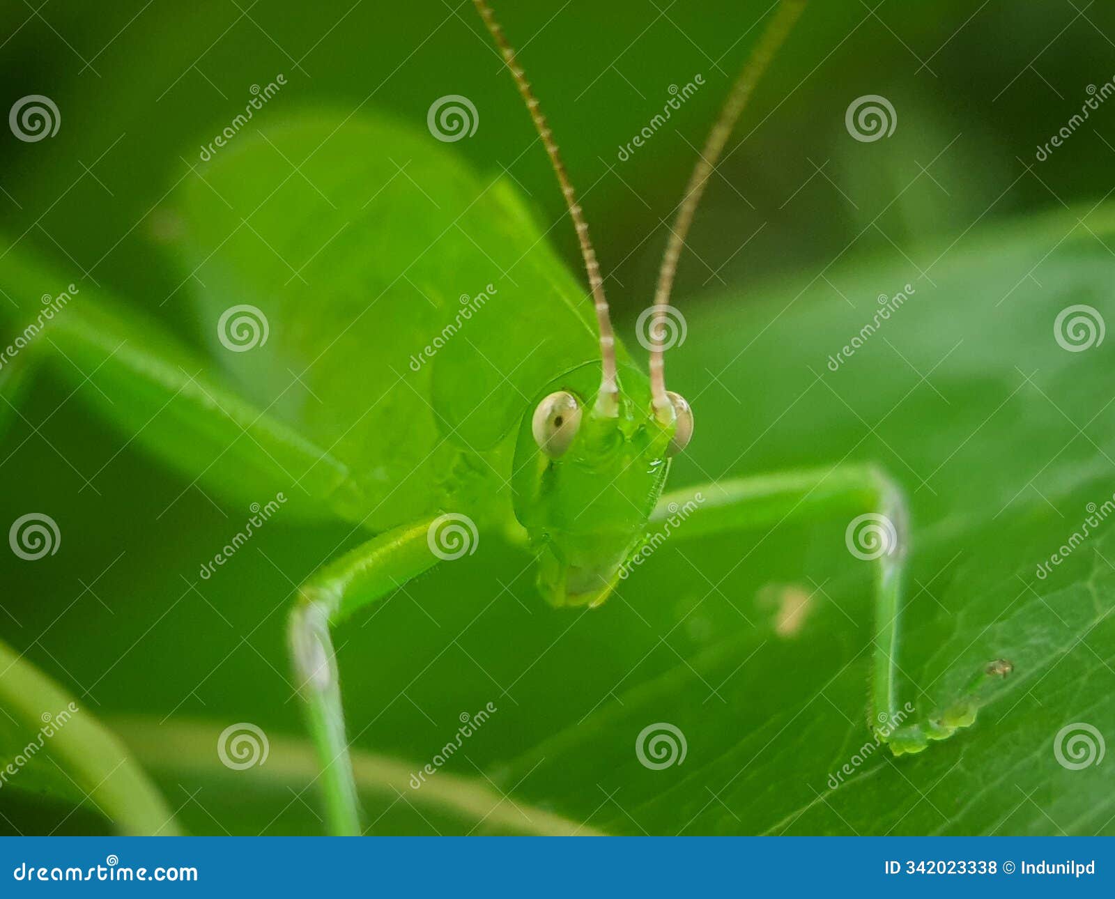A Closer Look, A Grasshopper Resting On The Green Leaves Of A Tree ...