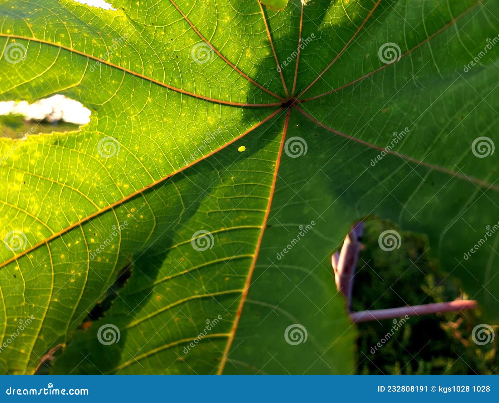 A Closer Look at the Leaves Stock Image - Image of garden, produce ...