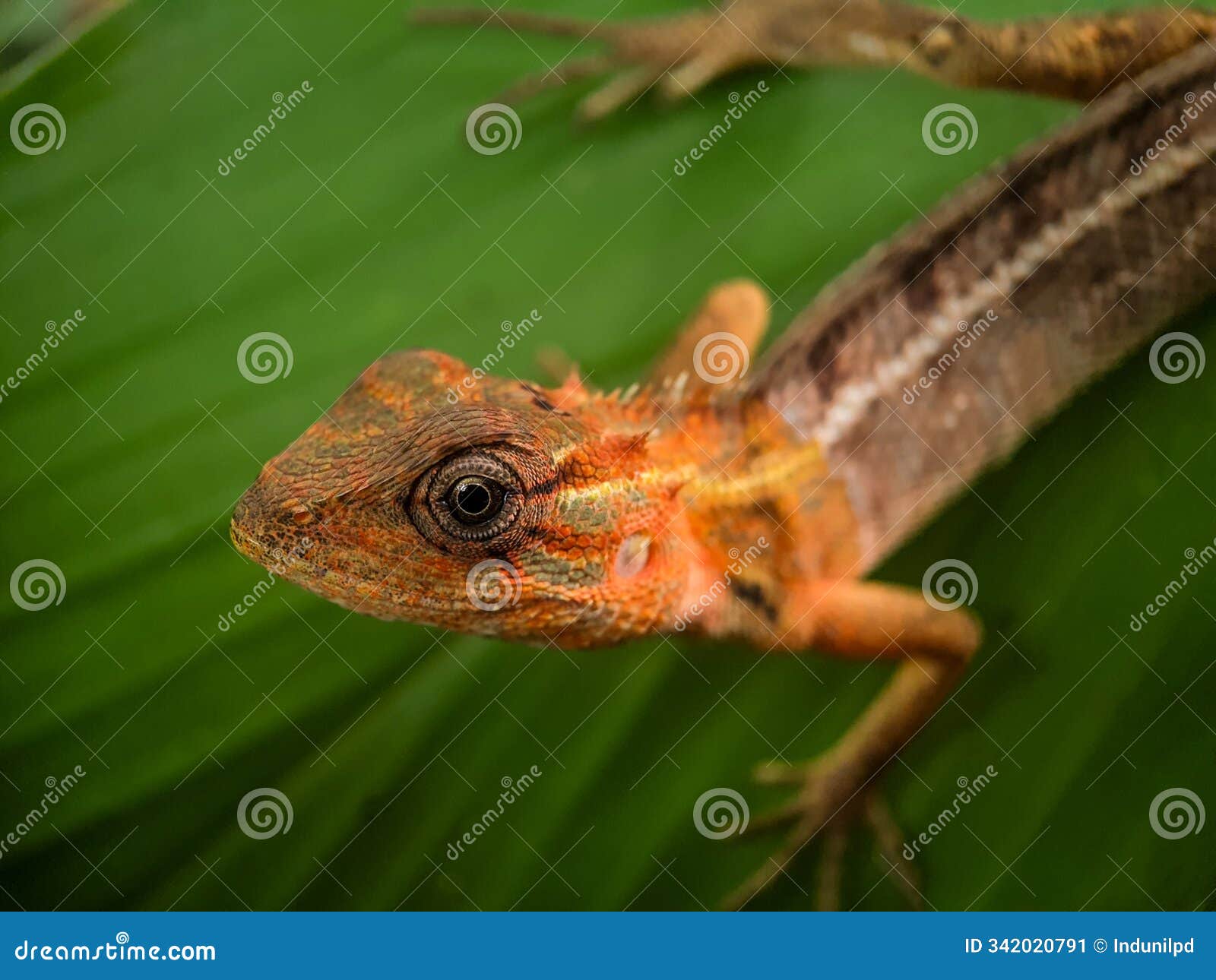 A Closer Look of a Lizard from Tropical Srilanka Stock Image - Image of ...