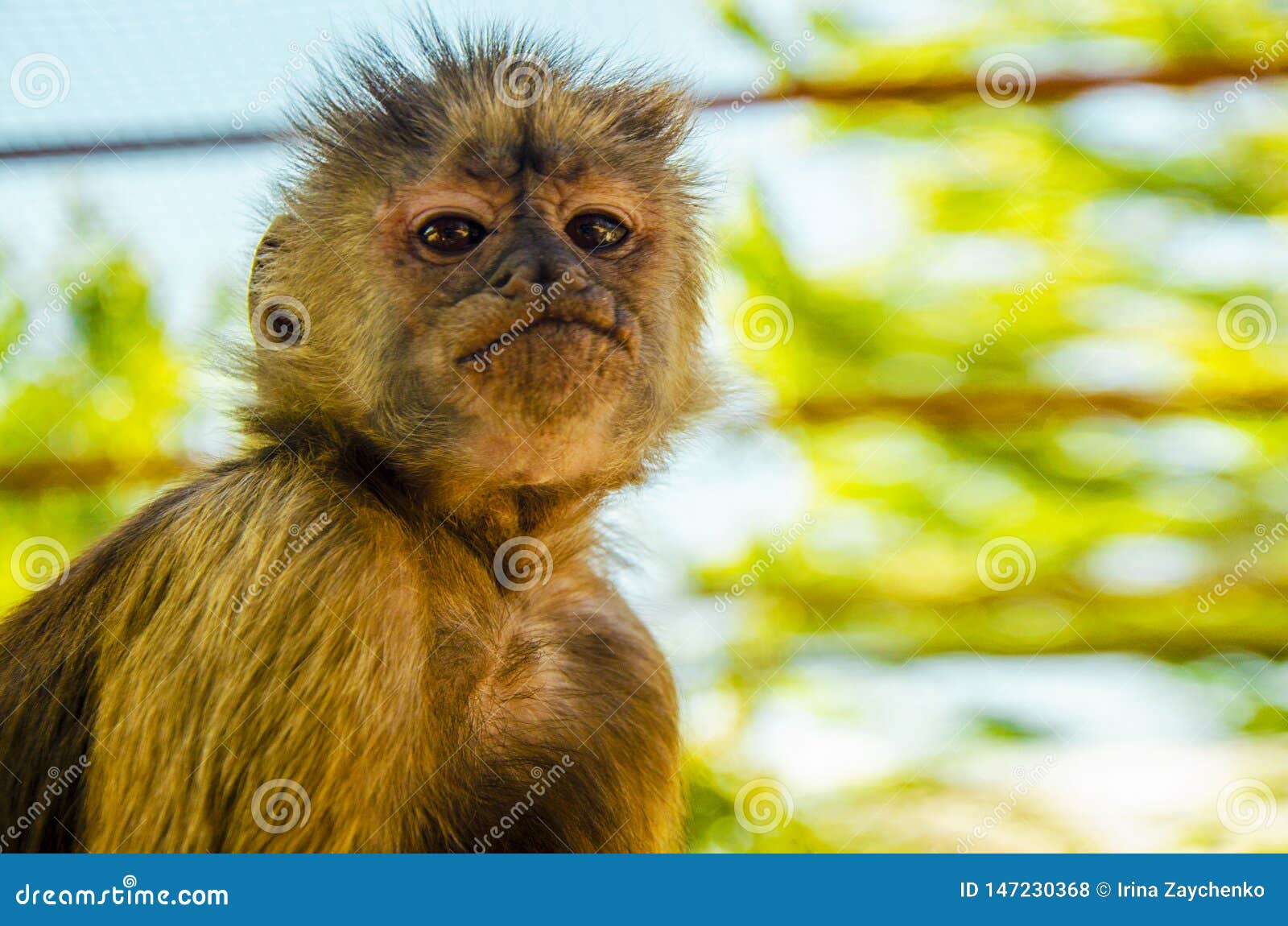 A Closer Look of the Monkey, Wild Nature Stock Photo - Image of beauty ...
