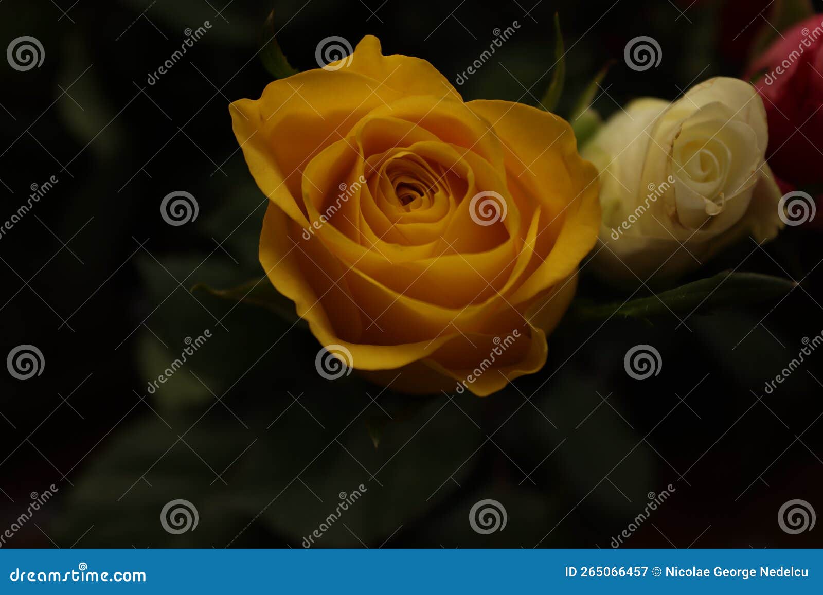 A Closer Look To a Thread of an Rose Inside of a Local House.this Image ...