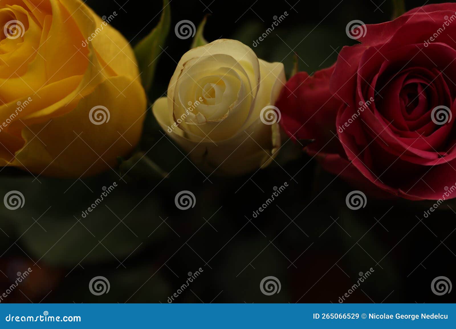 A Closer Look To a Thread of an Rose Inside of a Local House.this Image ...