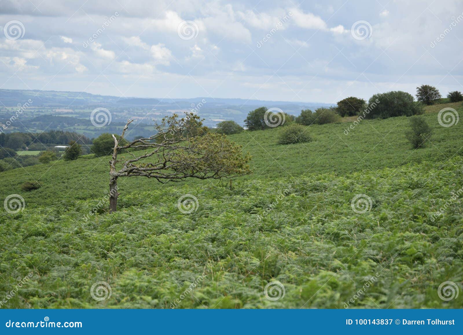 Closer View of a Windblown Tree, Mendip Hills. Stock Image - Image of ...