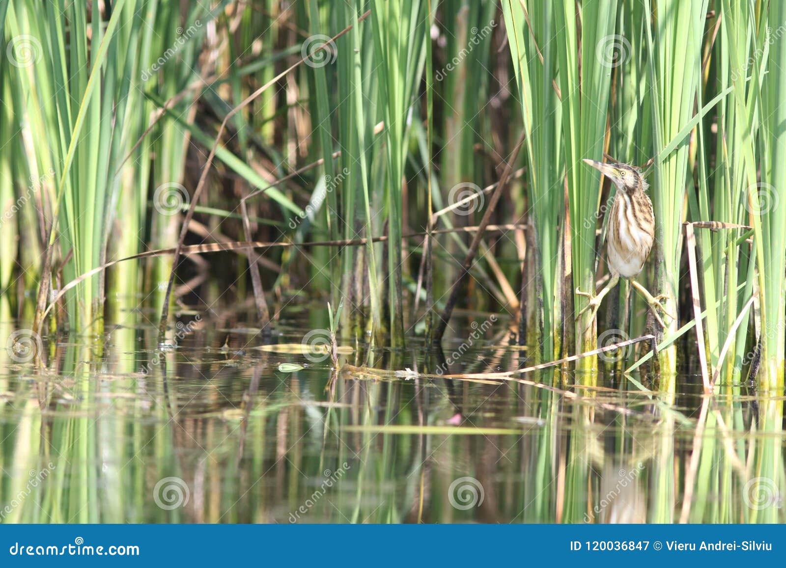Common bittern wild bird ! stock image. Image of wild - 120036847