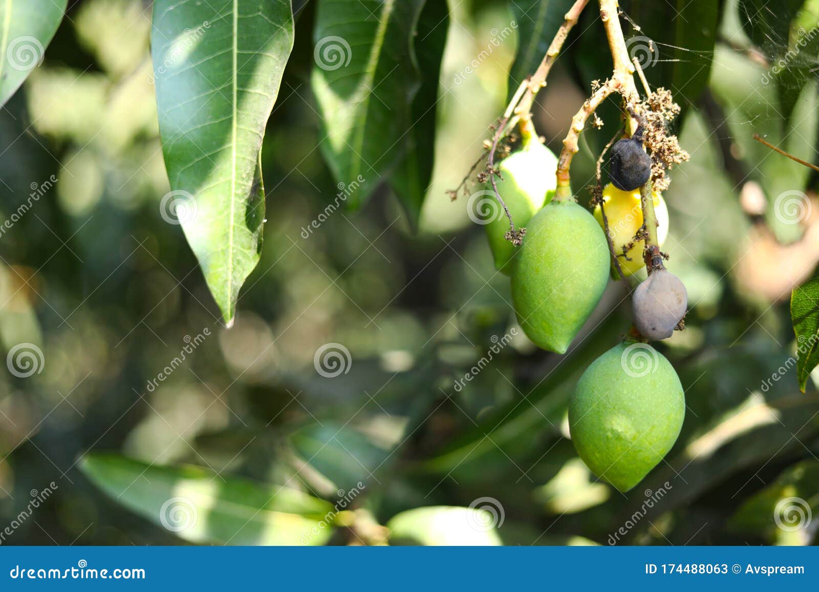 Closet De Mangos Colgando Del Campo De Mango Imagen de archivo - Imagen ...