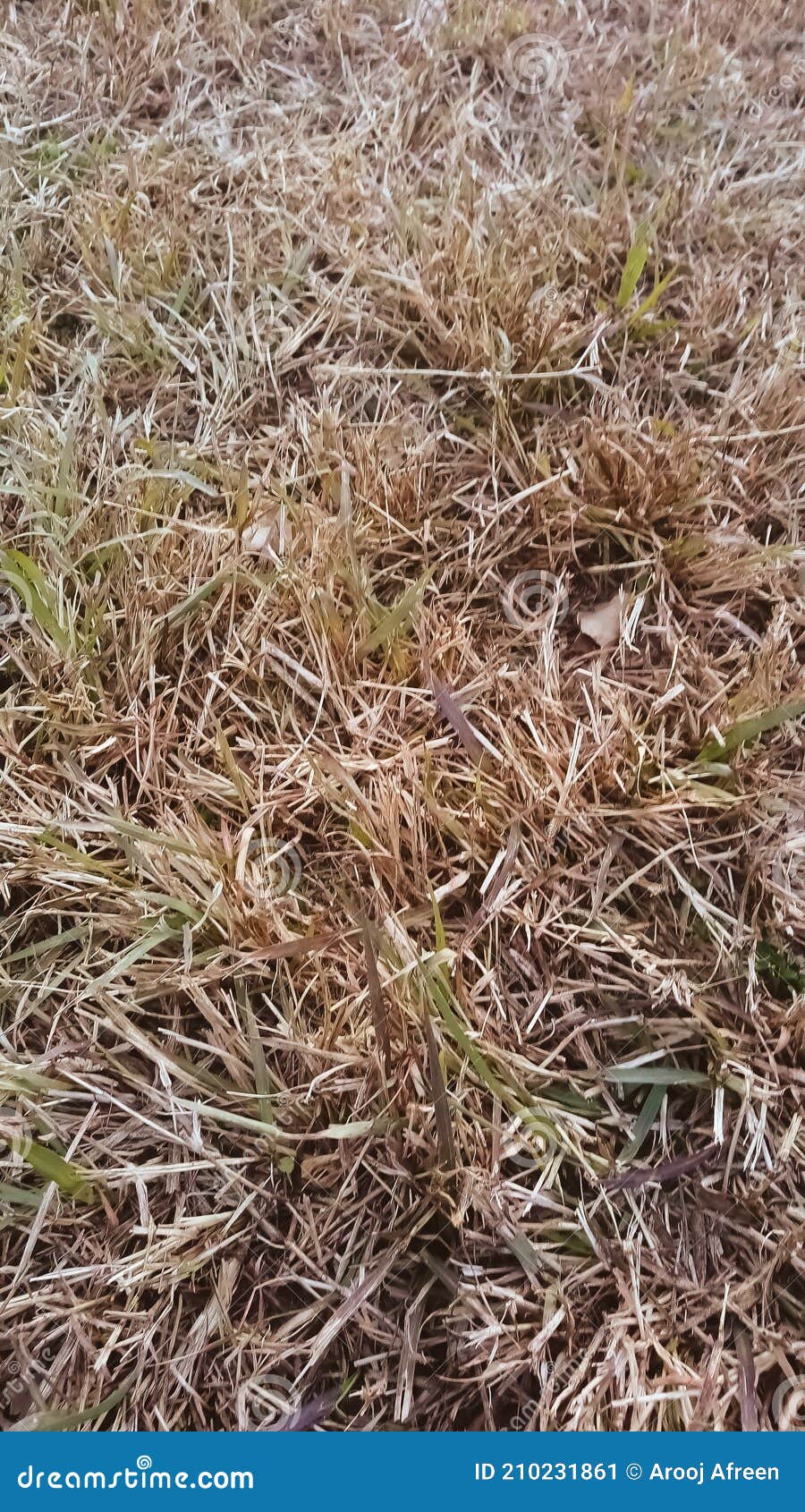 Closet De Pasto Seco Amarillo Imagen de archivo - Imagen de amarillo ...