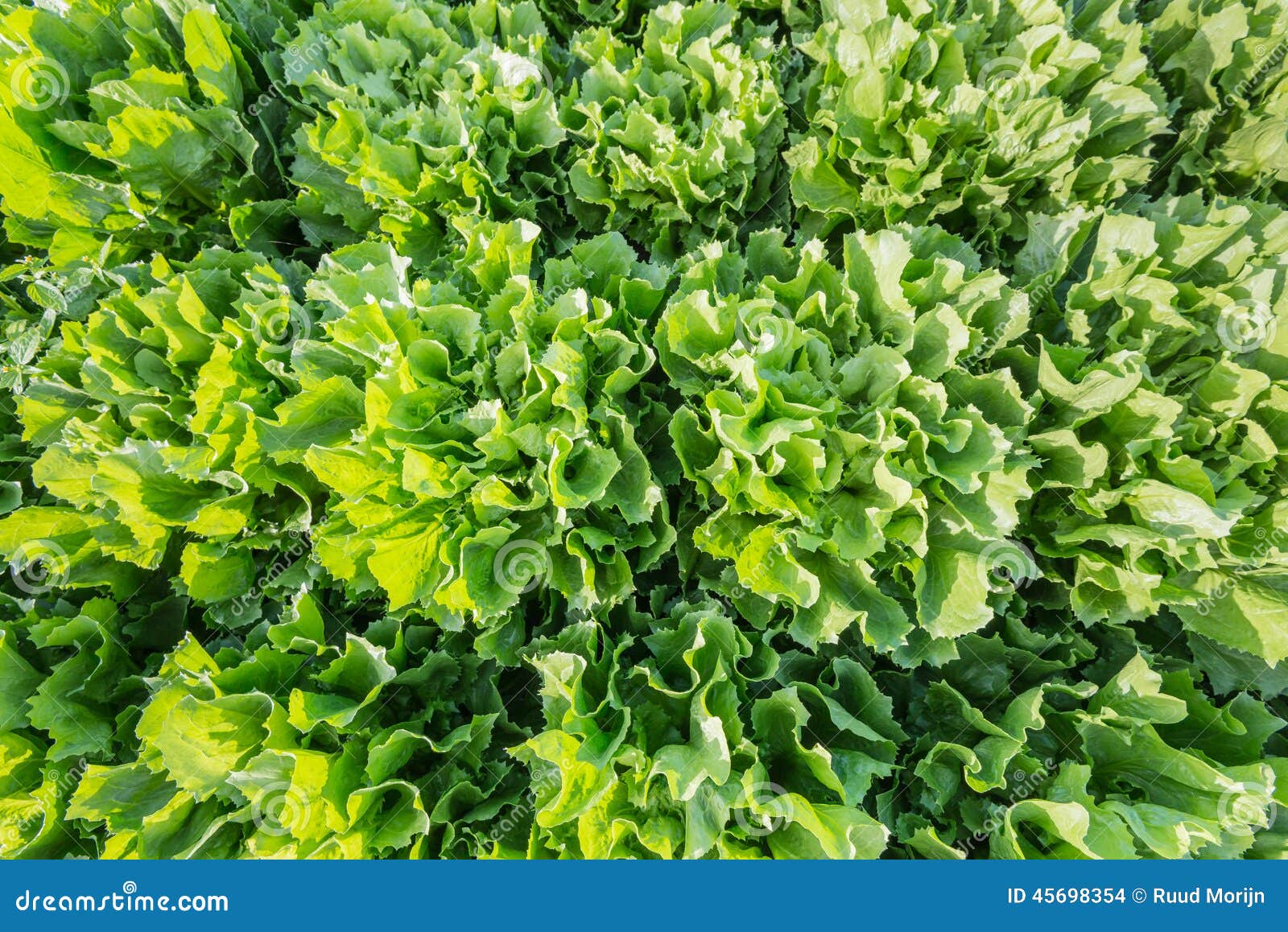 Closeuo of Endive Plants in the Field Stock Photo - Image of broad ...