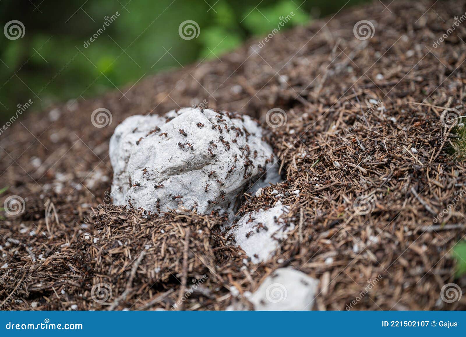 Closeuo View of an Ants Nest Stock Image - Image of colony, natural ...