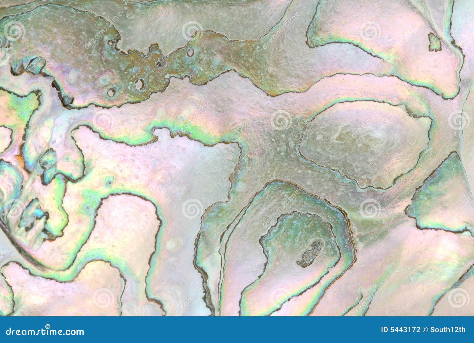 Closeup of Abalone Shell stock photo. Image of ocean, paua - 5443172