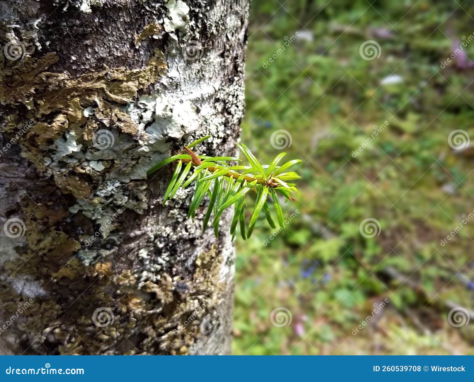 Closeup of a Abies Alba Plant Branch Stock Photo - Image of forest ...