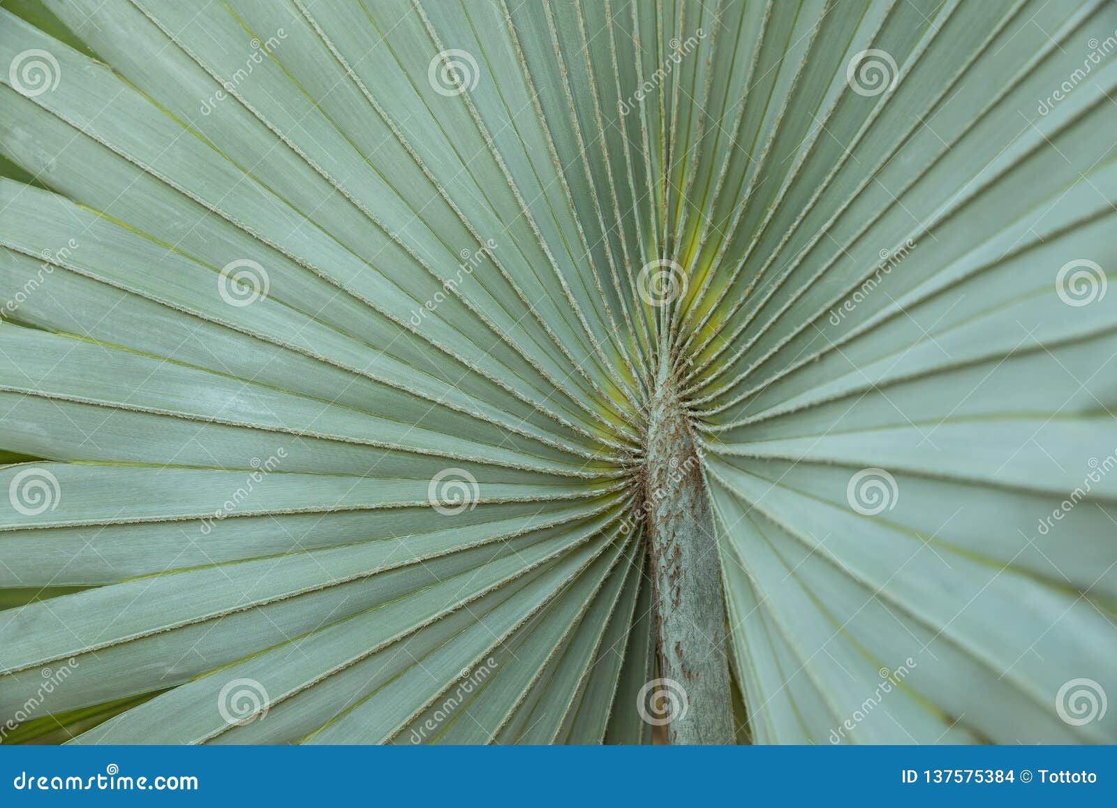 Closeup Abstract Green Leaf Stock Photo - Image of shape, copy: 137575384