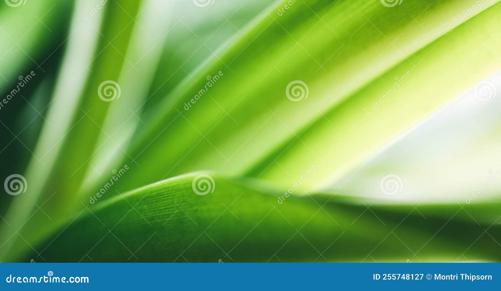 Closeup Abstract Nature Green Blurred Background Nature Leaf on ...
