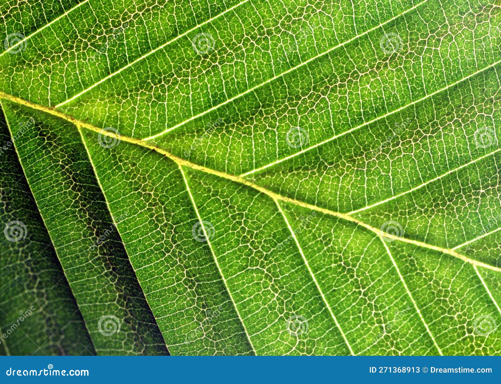 Closeup Abstract Pattern on Different Types of Green Leaves Surface ...