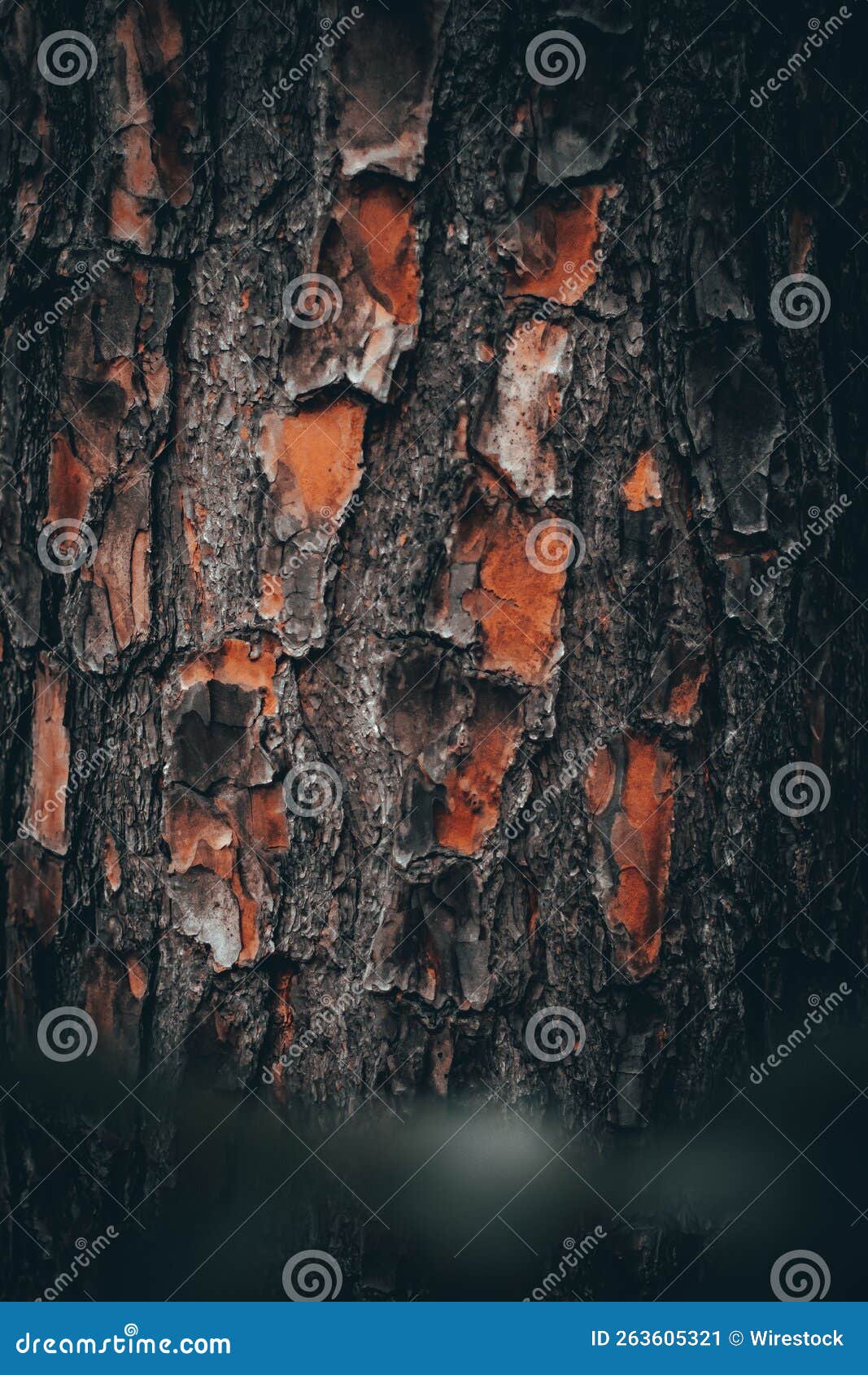 Closeup of an Abstract Texture of a Tree Bark Stock Image - Image of ...