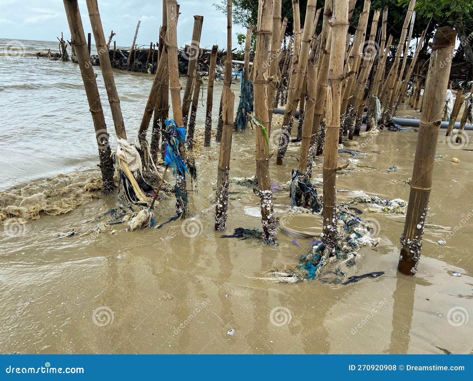 Closeup of Acorn Barnacles (Semibalanus Balanoides Stock Photo - Image ...