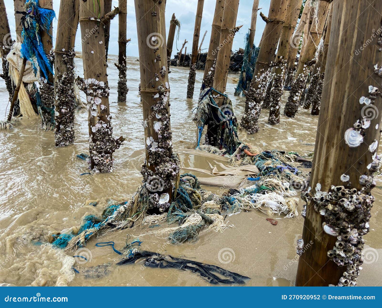 Closeup of Acorn Barnacles (Semibalanus Balanoides Stock Photo - Image ...