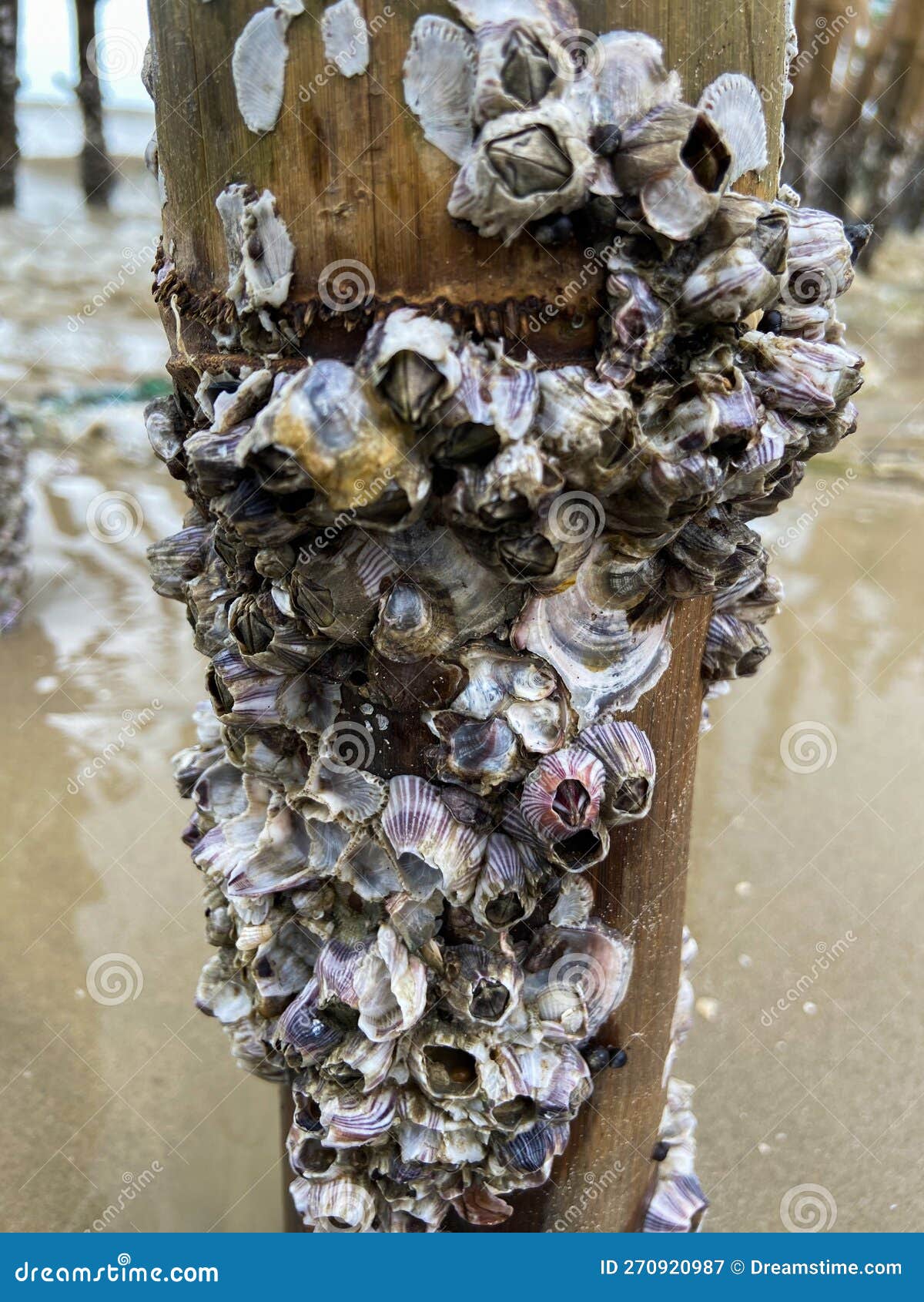 Closeup of Acorn Barnacles (Semibalanus Balanoides Stock Image - Image ...