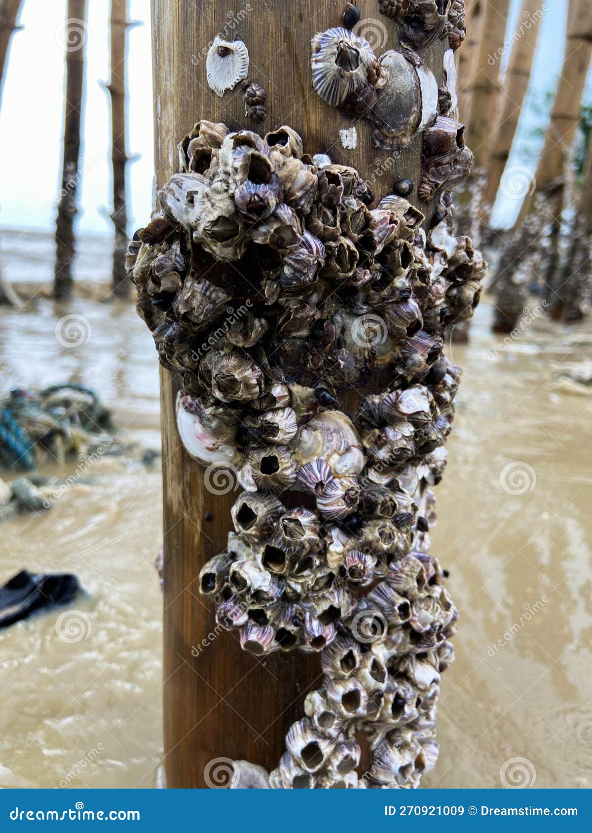Closeup of Acorn Barnacles (Semibalanus Balanoides Stock Image - Image ...
