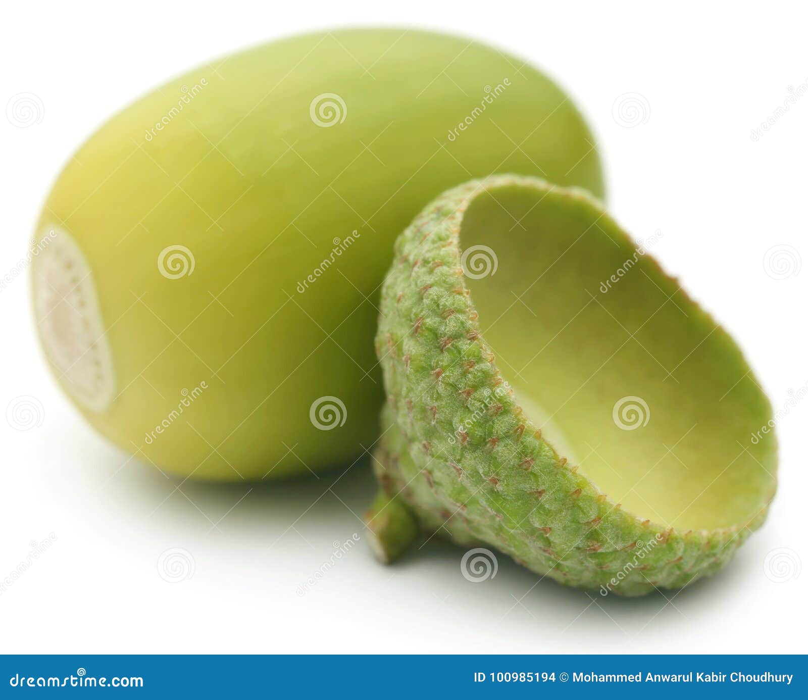 Closeup of acorn stock photo. Image of quercus, botany - 100985194
