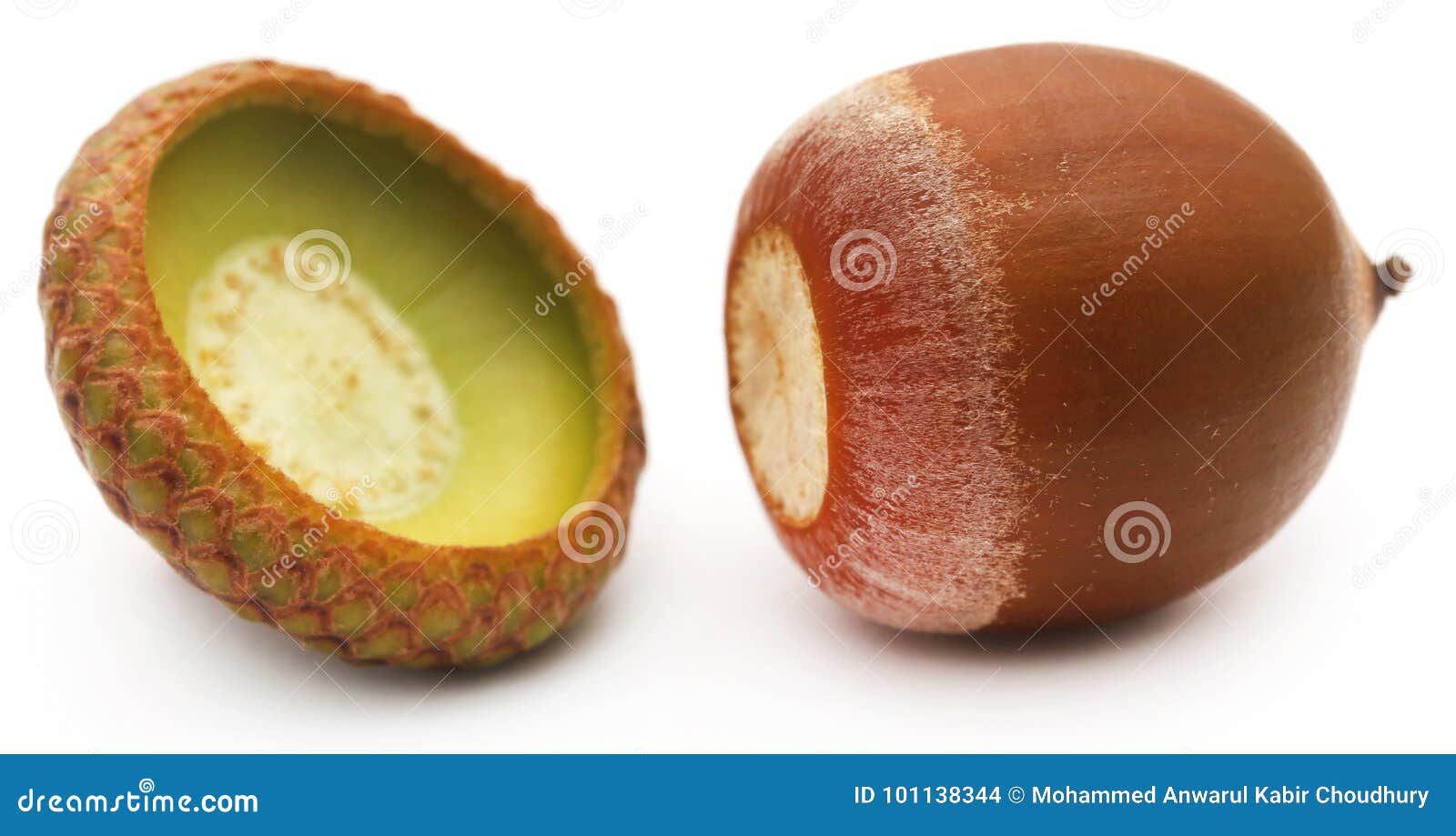 Closeup of acorn stock photo. Image of macro, isolated - 101138344