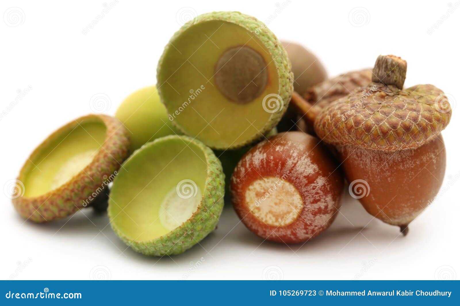 Closeup of acorn stock image. Image of botany, bronze - 105269723