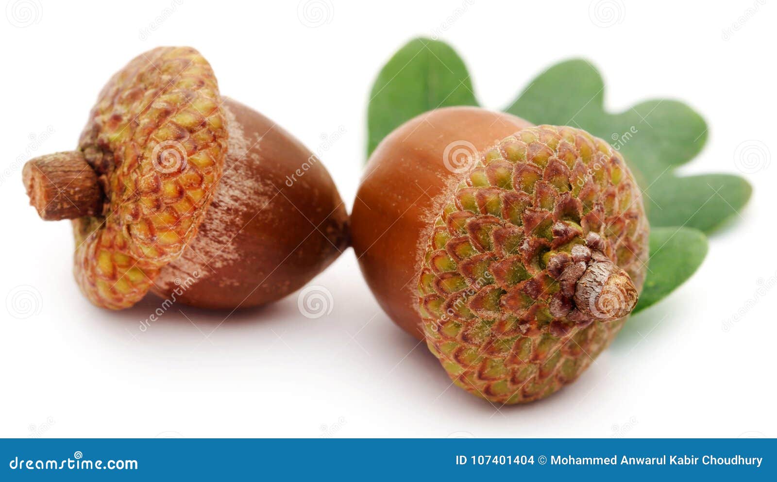 Closeup of acorn stock photo. Image of twig, nature - 107401404