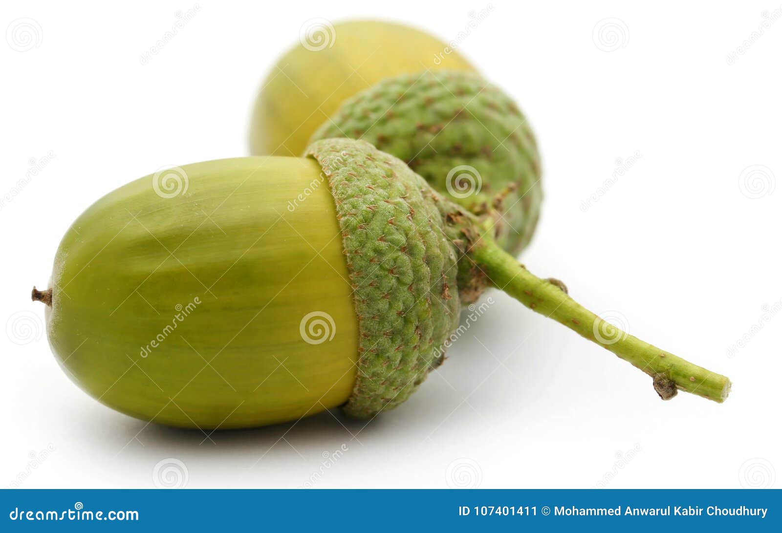 Closeup of acorn stock image. Image of acorn, isolated - 107401411