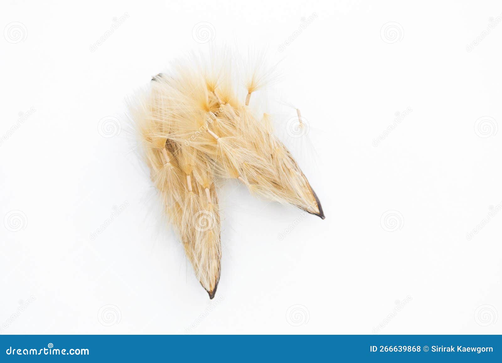 Desert Rose Seed Pod on White Background Stock Photo - Image of asia ...