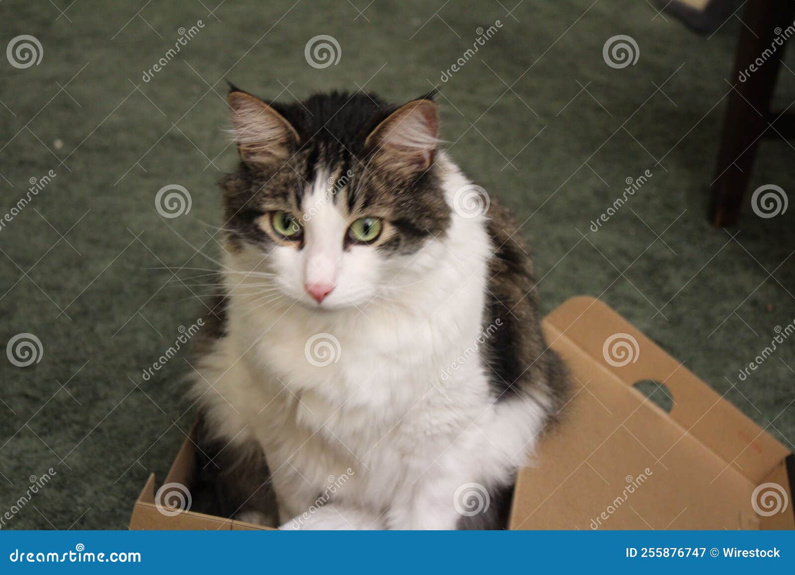 Closeup of an Adorable Cat Sitting in a Box Stock Image - Image of grey ...