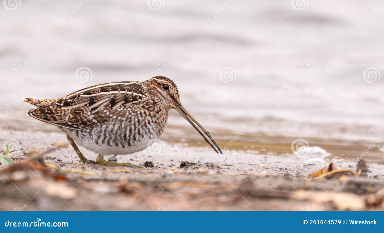 Closeup of an Adorable Common Snipe Bird Standing on the Shore Stock ...