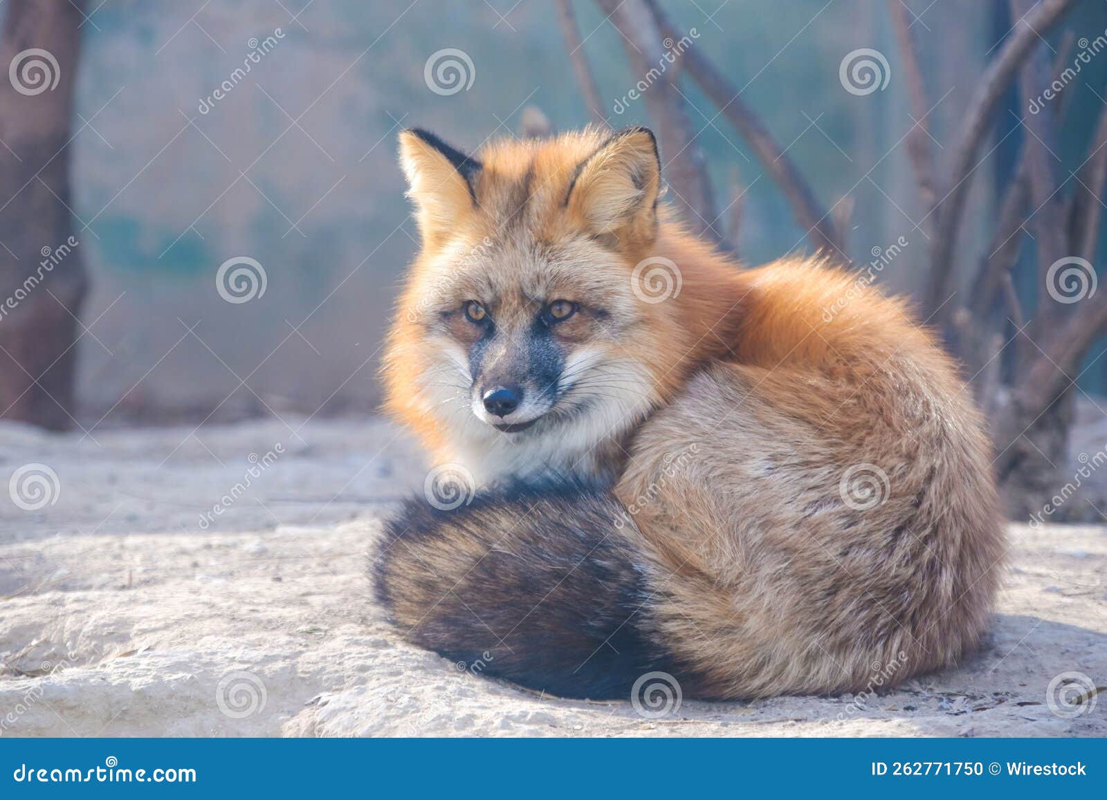 Closeup of an Adorable Fluffy Red Fox Resting on the Ground in the Zoo ...