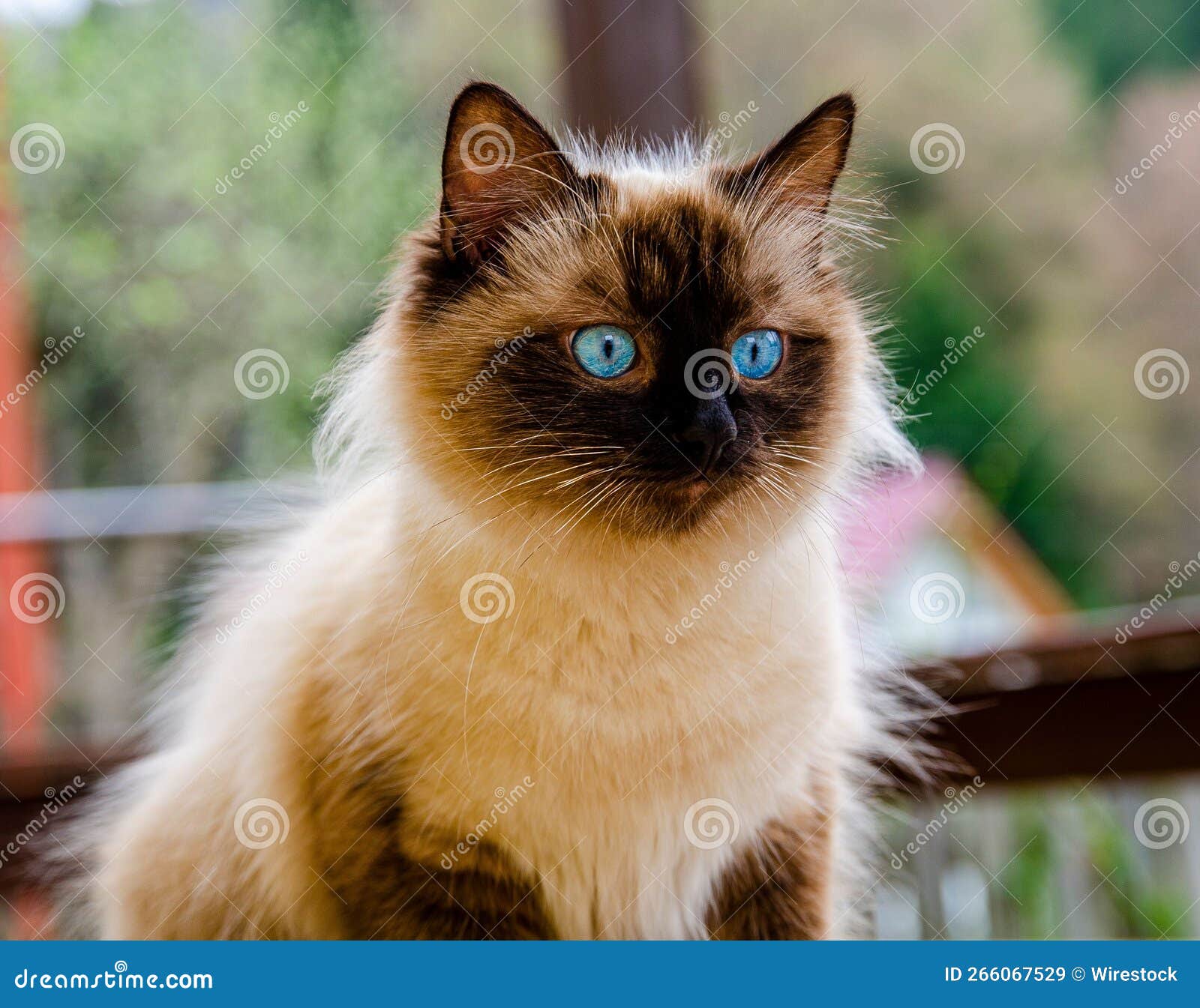 Closeup of an Adorable Fluffy Siamese Cat in a Yard during Daytime Stock Image - Image of ...