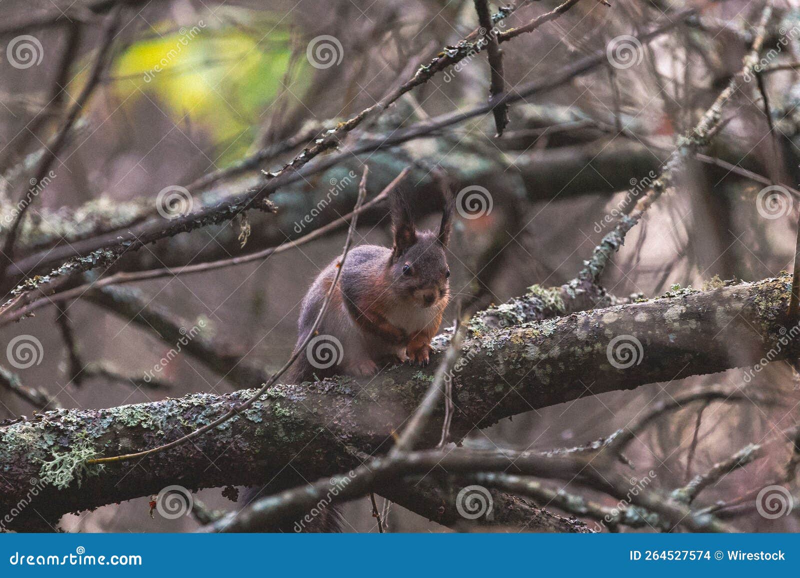 Closeup of an Adorable Squirrel on a Tree Branch in a Park Stock Photo ...
