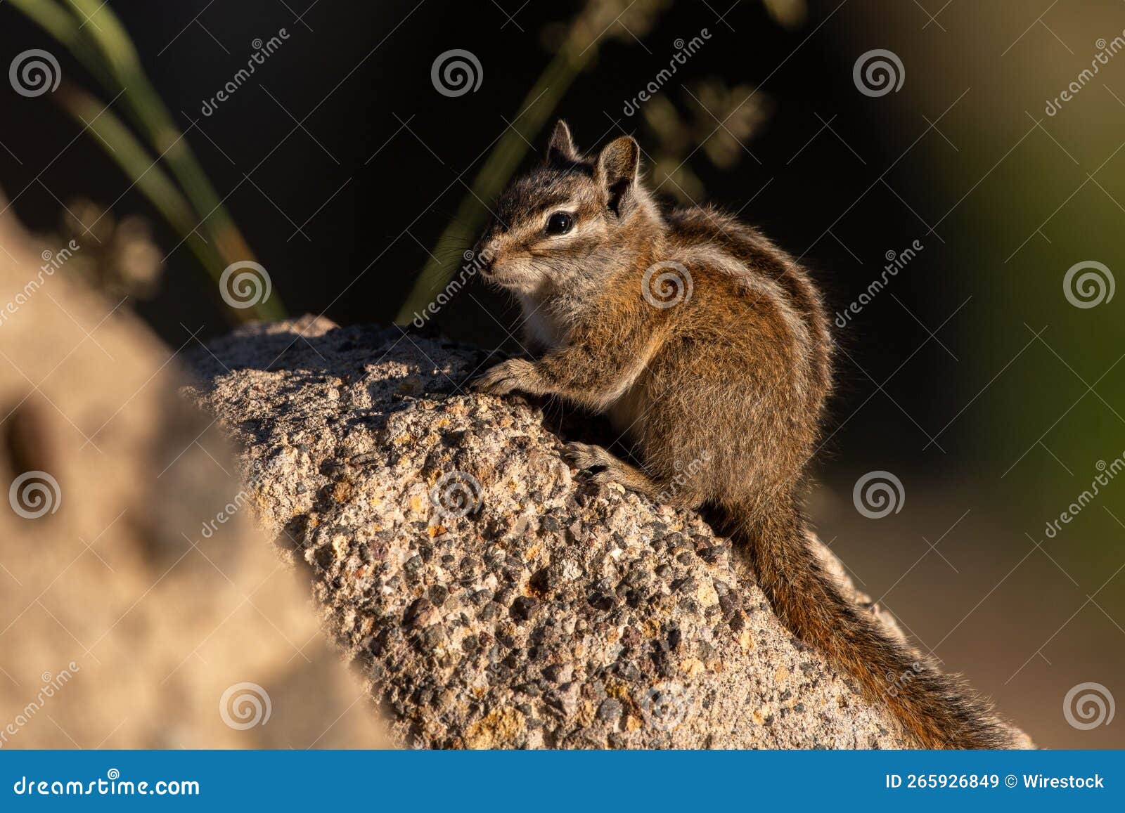 Closeup of an Adorable Tiny Uinta Chipmunk on a Stone Surface in a ...