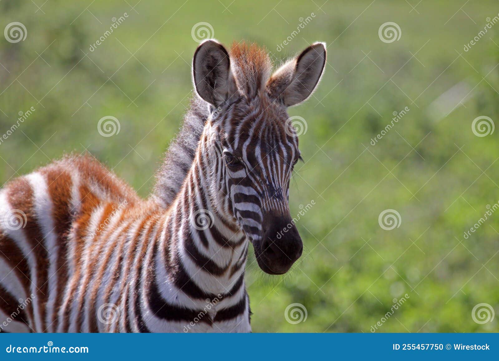 Closeup of Adorable Young Zebra in the Field Stock Photo - Image of ...