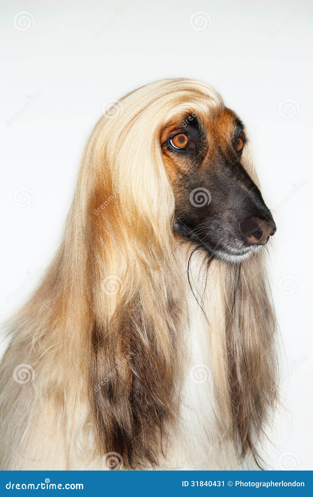Closeup of Afghan Hound stock image. Image of haired - 31840431