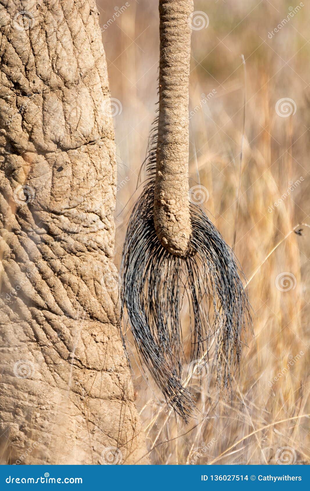 African Elephant Tail stock photo. Image of adult, portrait - 136027514