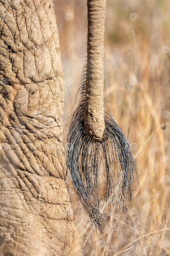 African Elephant Tail stock photo. Image of adult, portrait - 136027514