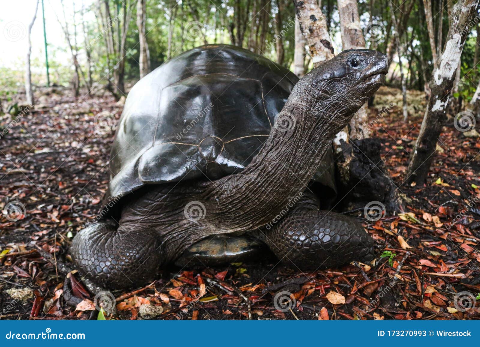 Closeup of an African Forest Turtle Surrounded by Greenery Under the ...