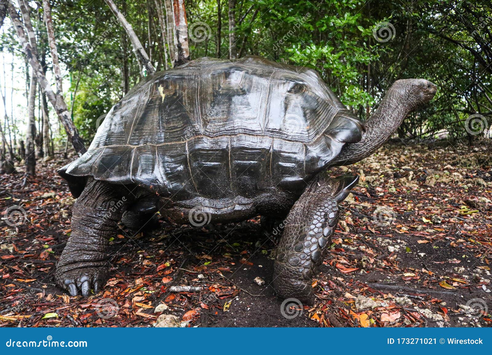 Closeup of an African Forest Turtle Surrounded by Greenery Under the ...