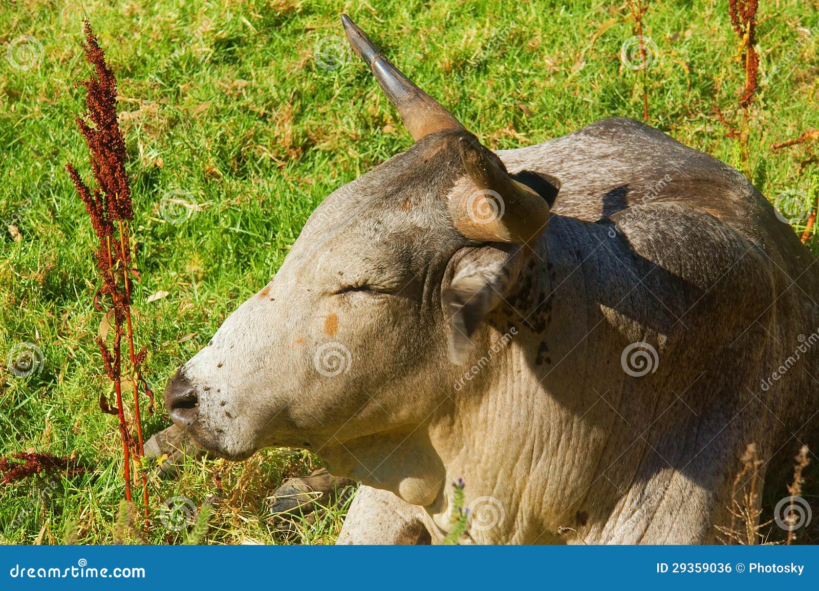 African Nguni Cow Ranch South Africa Royalty-Free Stock Photo ...