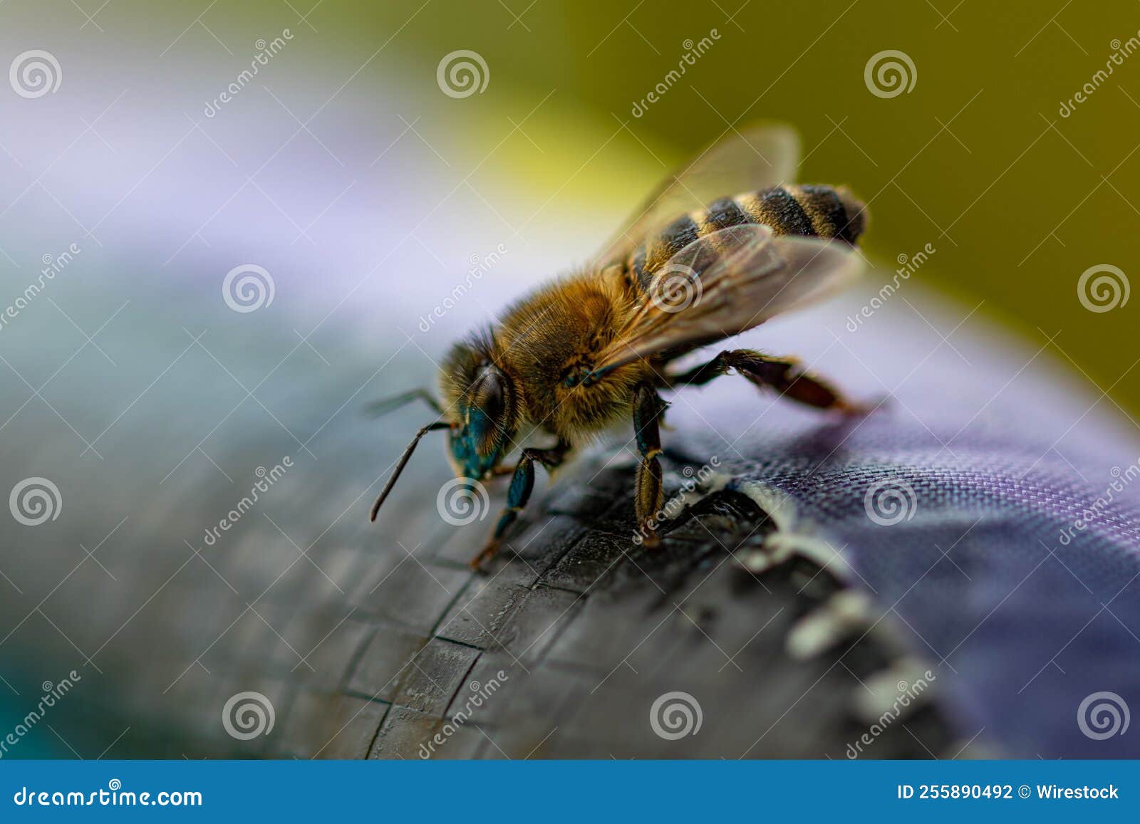 Closeup of a Africanized Bee Stock Photo - Image of wildlife, insect ...