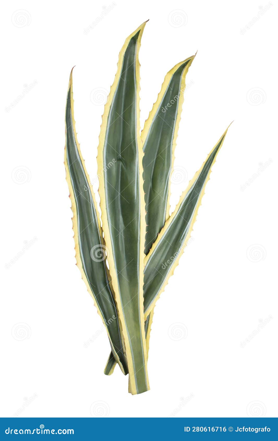 Closeup Of Agave Plants Growing In Structure In Kohunlich Mayan Ruins ...