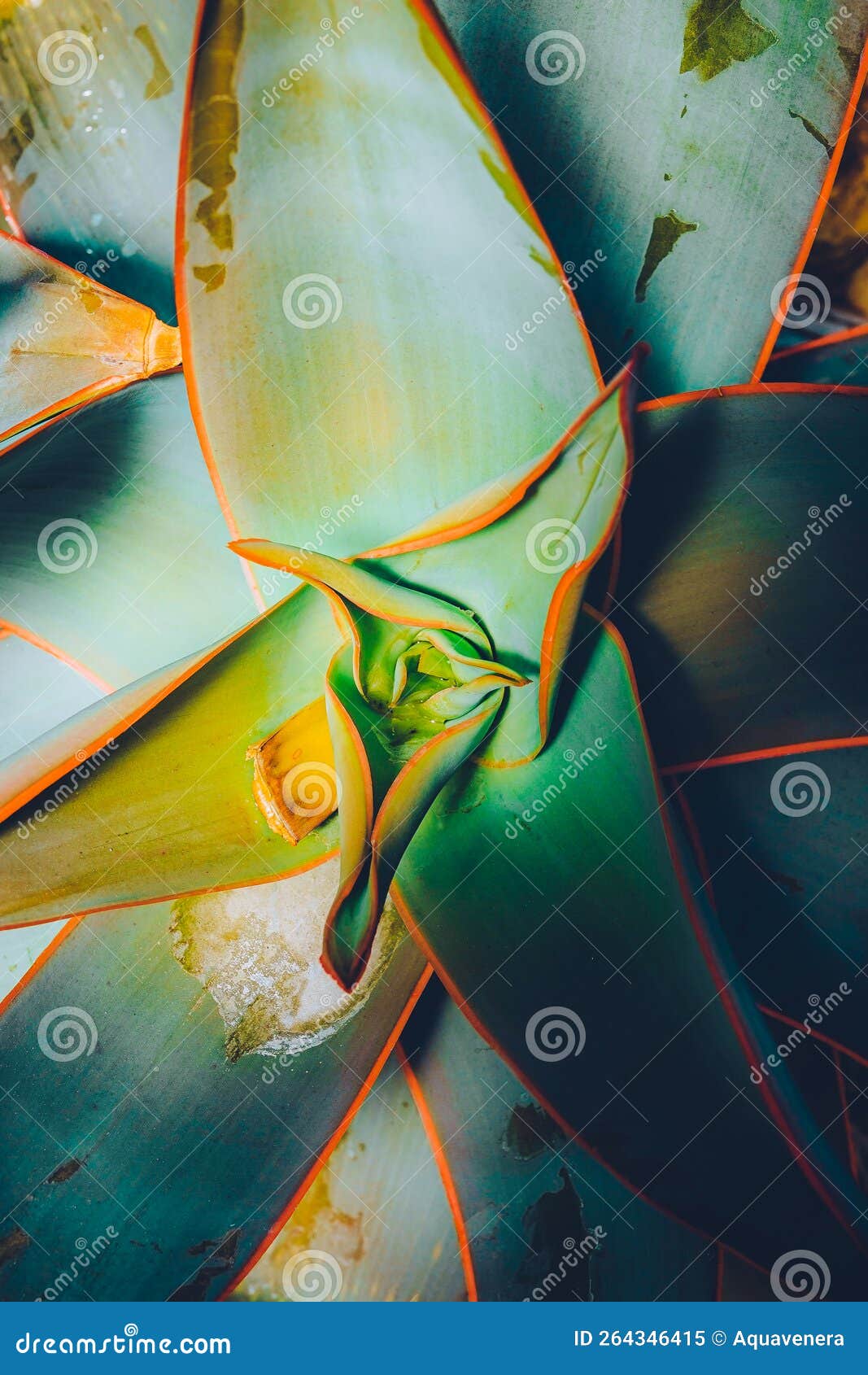 Closeup agave cactus stock image. Image of drought, garden - 264346415
