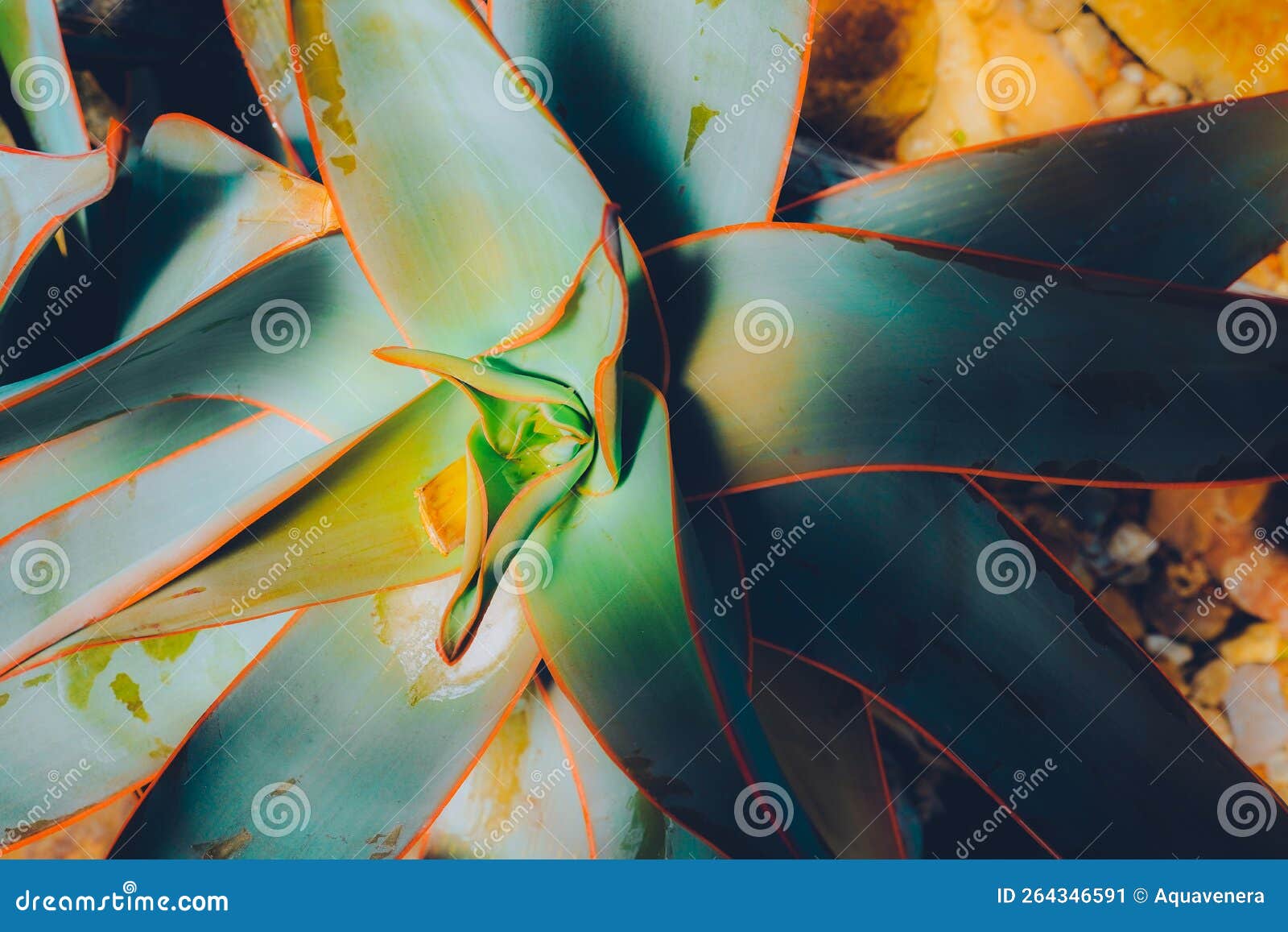 Closeup Of Agave Plants Growing In Structure In Kohunlich Mayan Ruins ...
