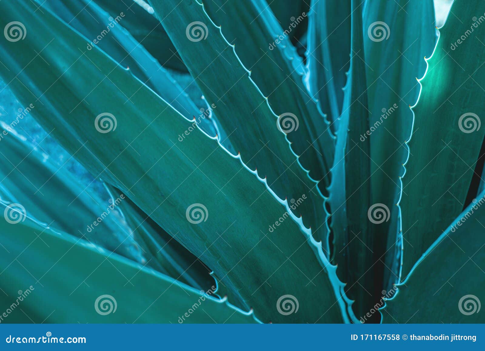 Closeup Agave Cactus, Abstract Natural Pattern Background Stock Photo ...