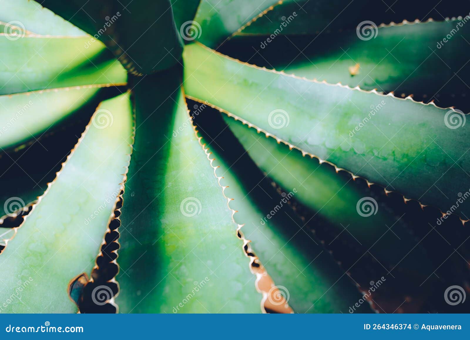 Closeup Of Agave Plants Growing In Structure In Kohunlich Mayan Ruins ...